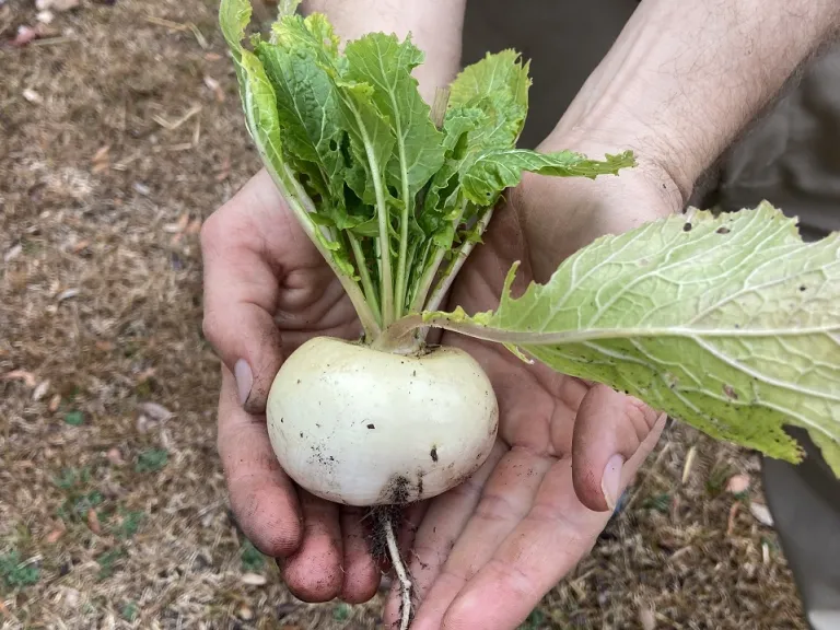 Brassica rapa 'Tokyo Market' (Rapifera Group) | Brookgreen